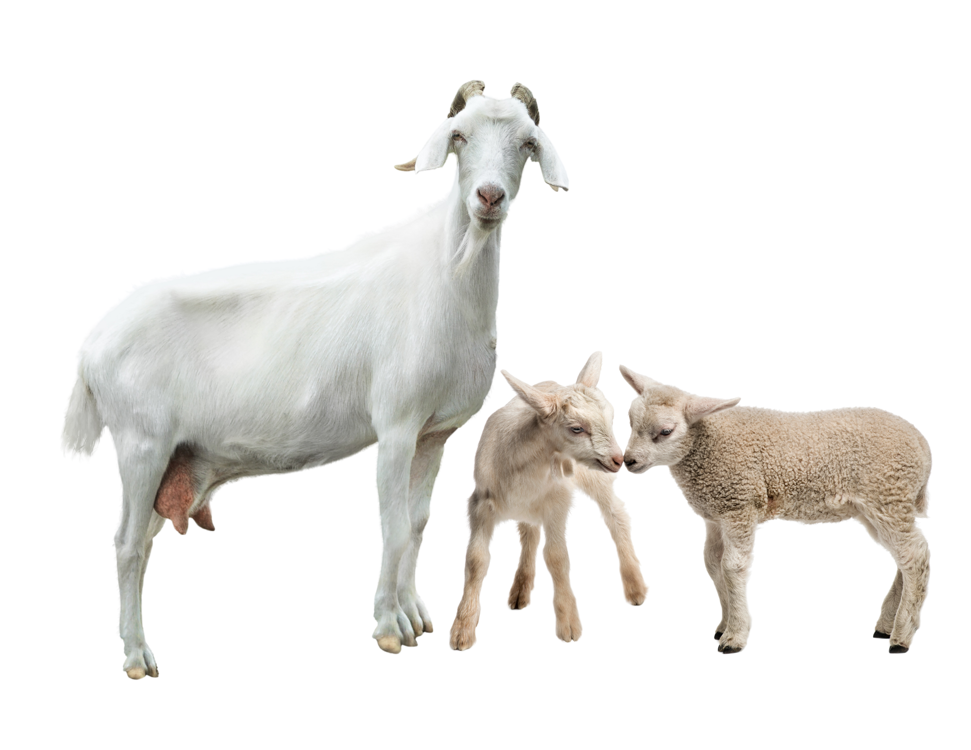 Small Ruminant - Bioferscience Inc.