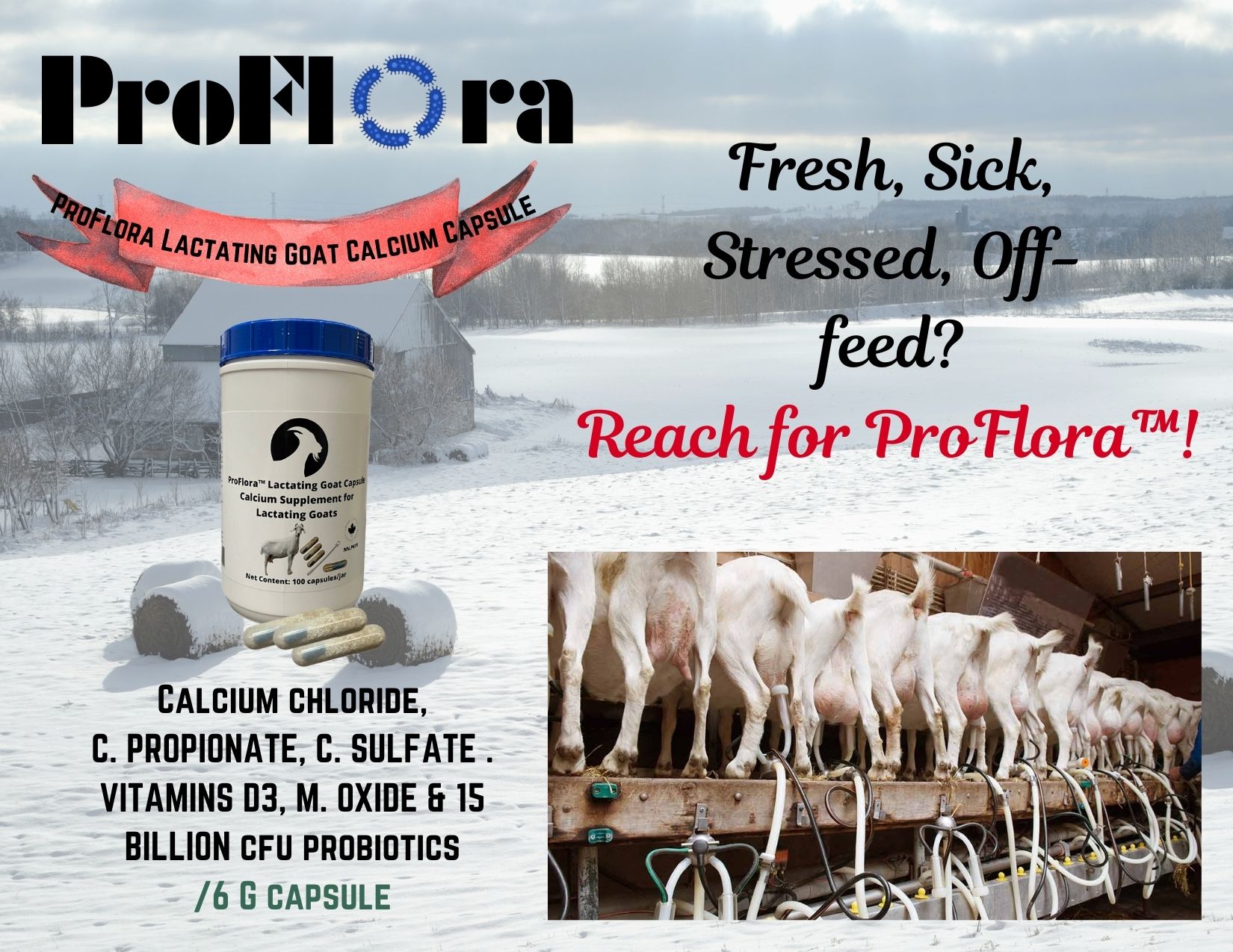 sheep & goat - Bioferscience Inc.