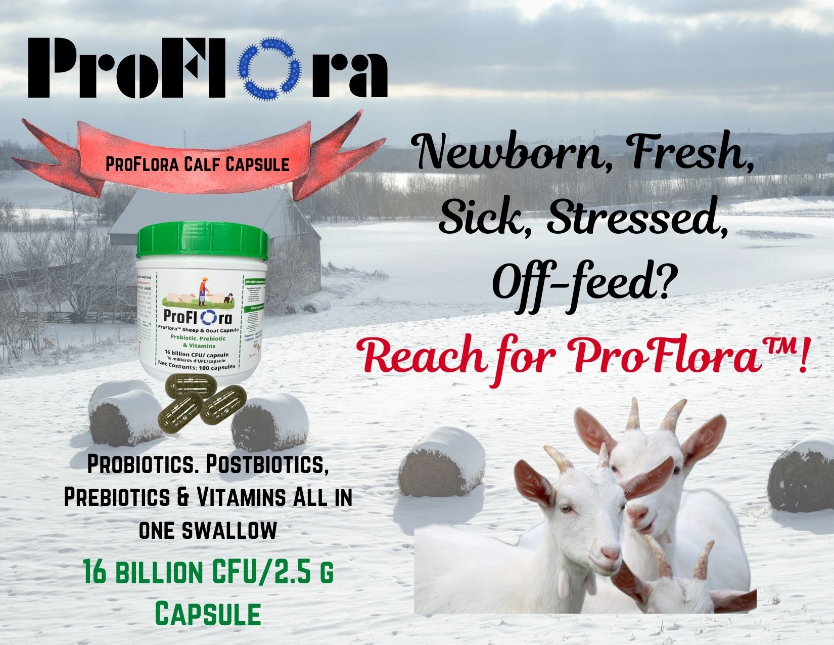 sheep & goat - Bioferscience Inc.